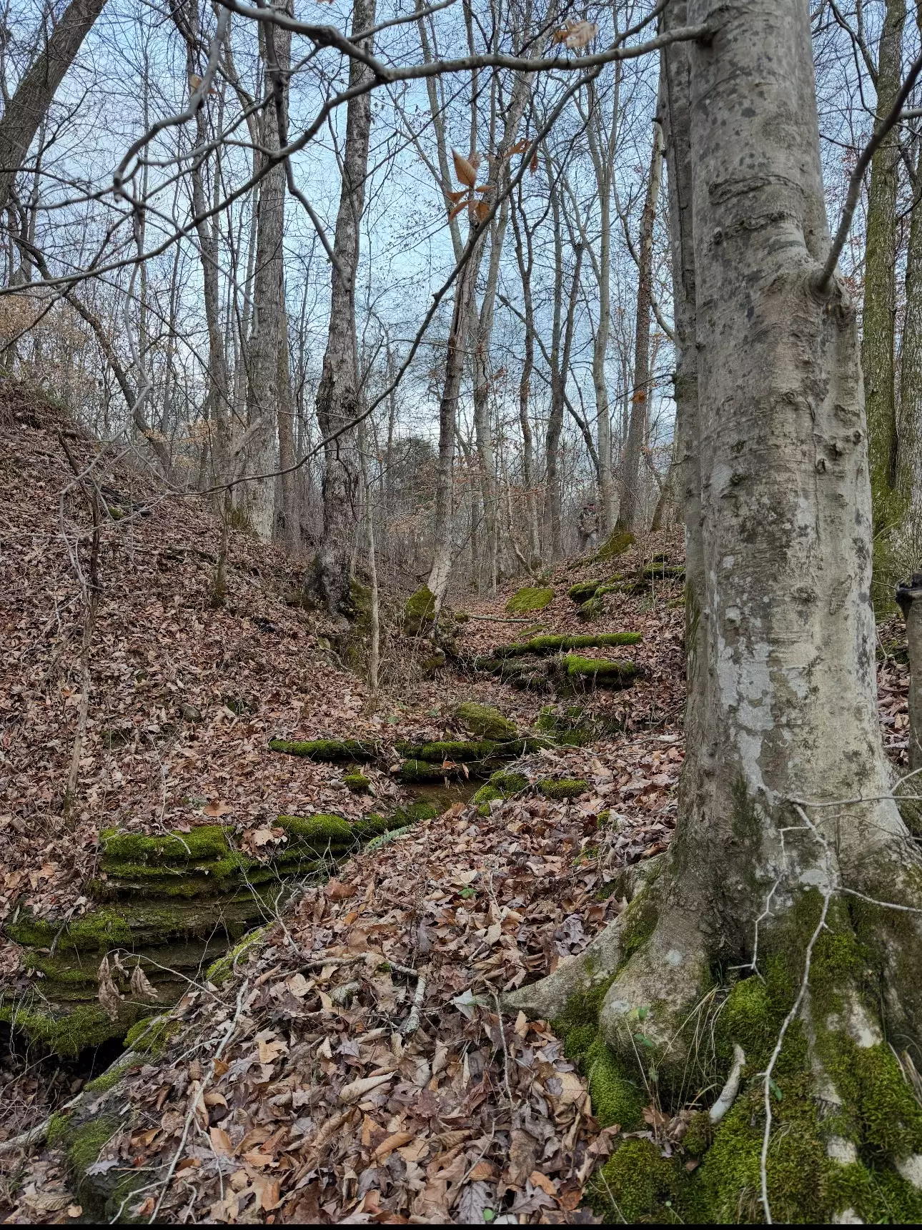 Allens Creek Rd, Hohenwald, TN 38462 – Craigwheeler